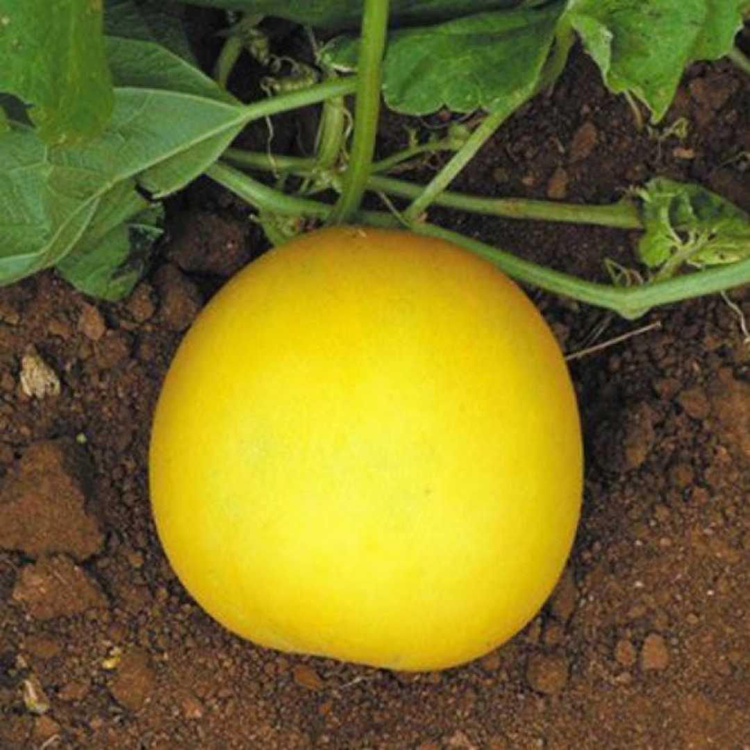 Organic Cucumber Yellow Round Dosakaya Online in Hyderabad